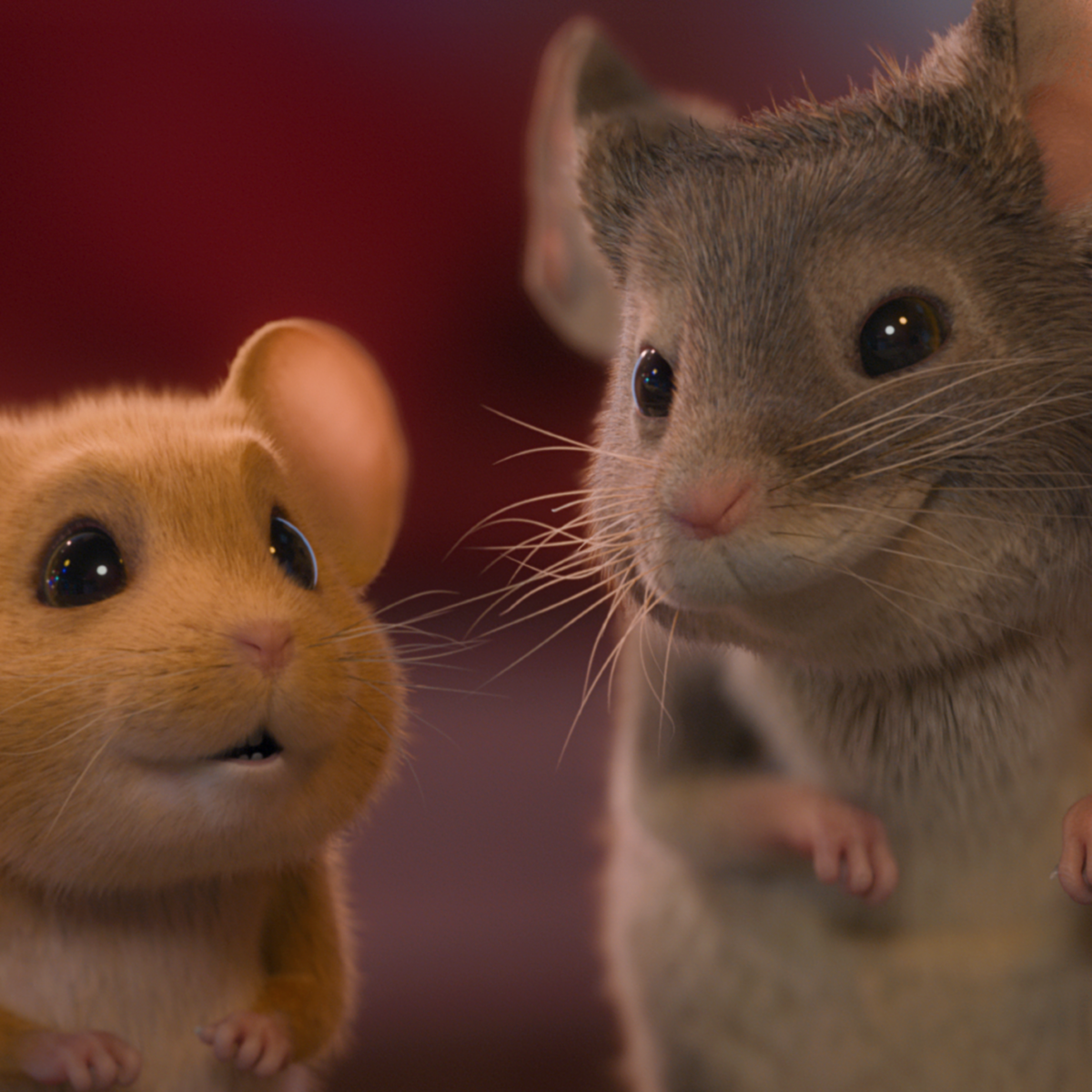 Panique à Noël – Paradis Films